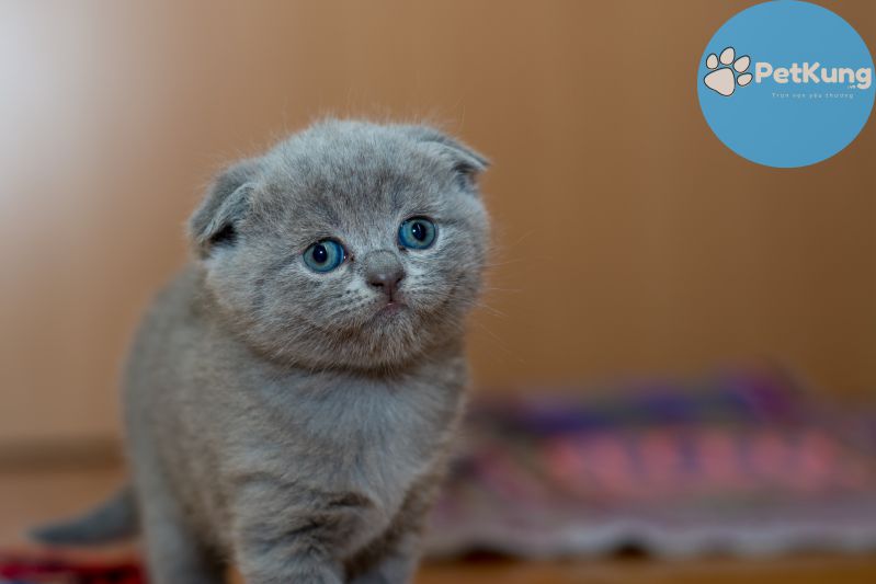 Cho mèo con ăn như thế nào đúng cách? | 【Giải Đáp】